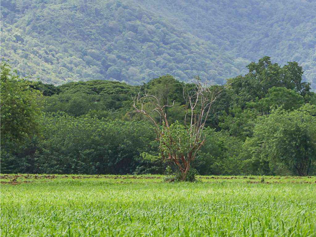 terreno agricolo in vendita a grezzana