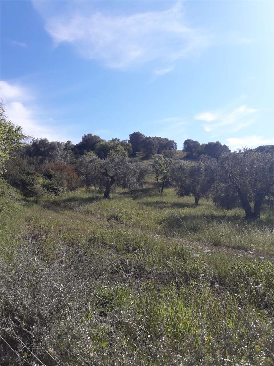 terreno agricolo in vendita a craco
